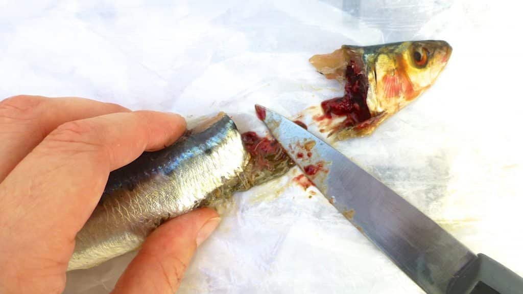 How To Clean Fish Easily | Simple. Tasty. Good.