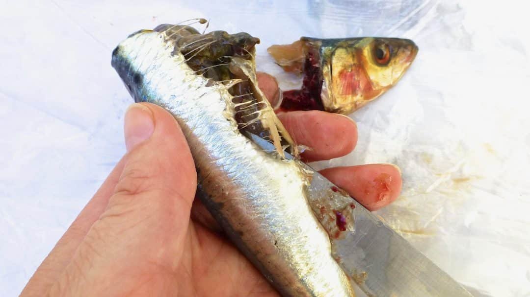 How To Clean Fish Easily | Simple. Tasty. Good.