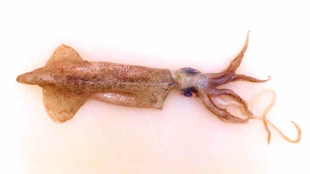 How To Clean Squid: Easy Step By Step
