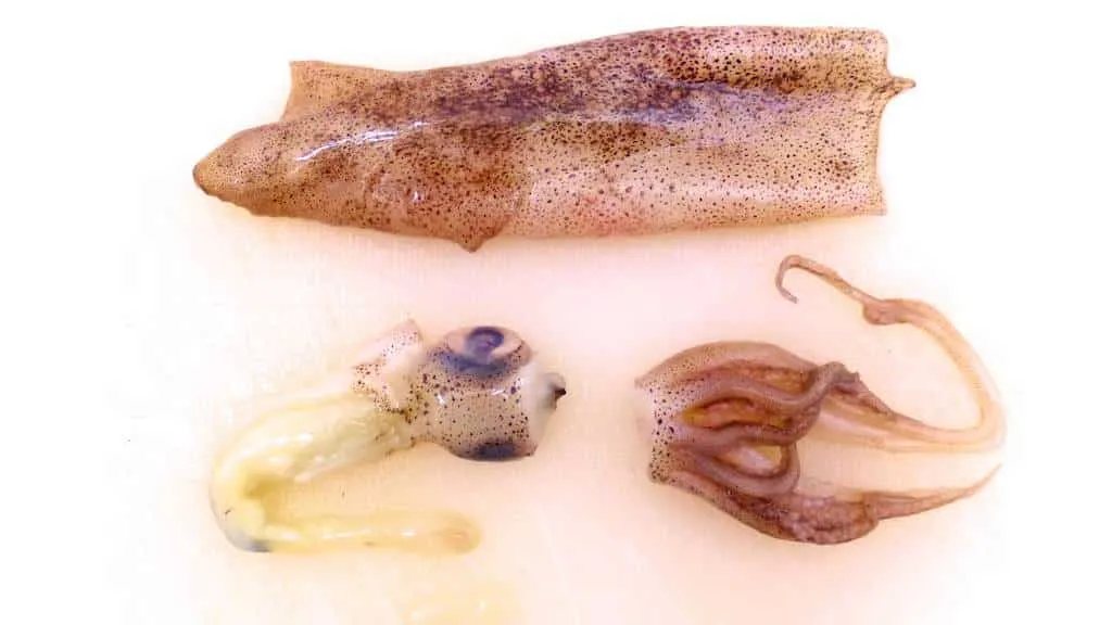 How To Clean Squid: Easy Step By Step